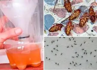 Receta casera para matar mosquitos, moscas y cucarachas en sólo minutos ...