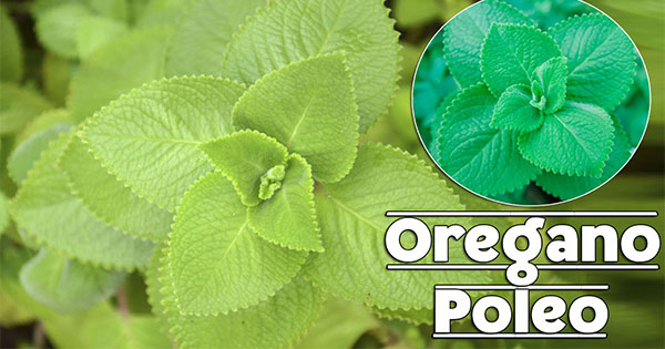 Poleo ¡La planta que te limpiara internamente de pies a cabeza!