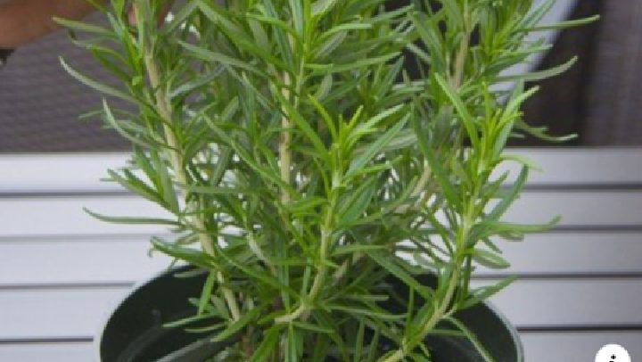 Cómo reproducir el romero para tenerlo siempre en casa. - My Blog